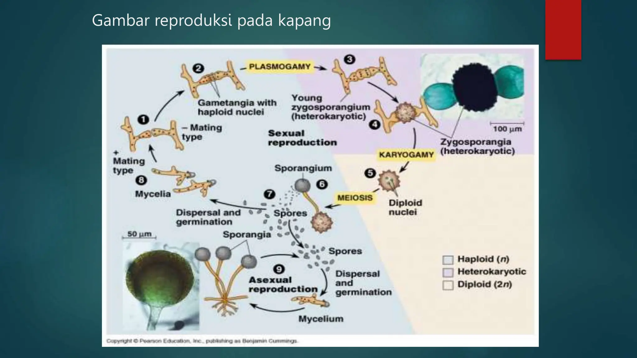 Morfologi dan Klasifikasi Fungi mikologi.pptx