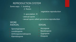 Morfologi dan Klasifikasi Fungi mikologi.pptx