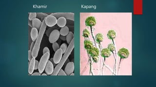 Morfologi dan Klasifikasi Fungi mikologi.pptx