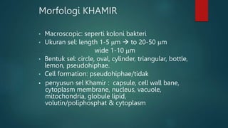 Morfologi dan Klasifikasi Fungi mikologi.pptx