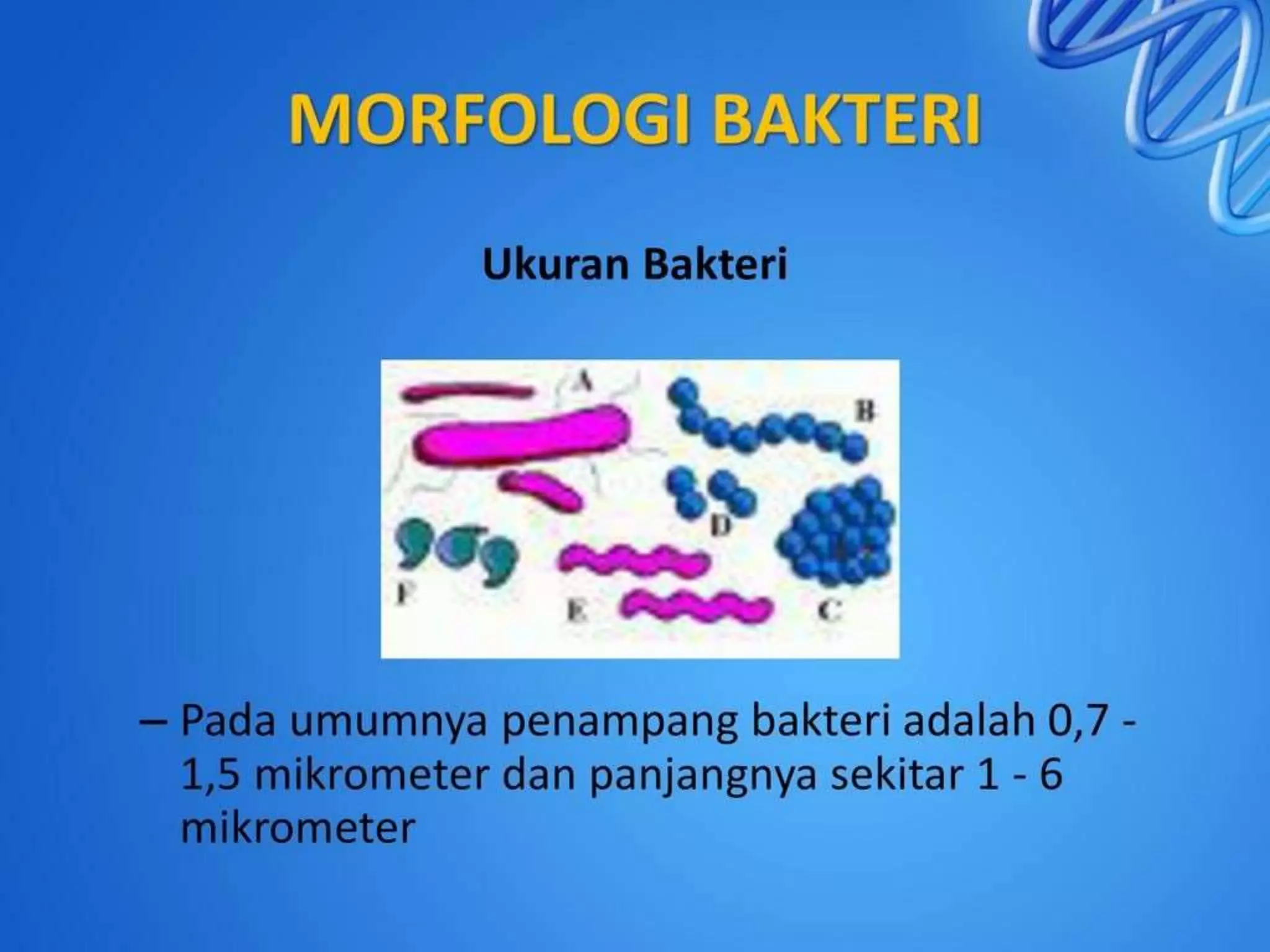 Morfologi dan pewarnaan bakteri | PPTX
