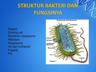 Morfologi dan pewarnaan bakteri | PPT