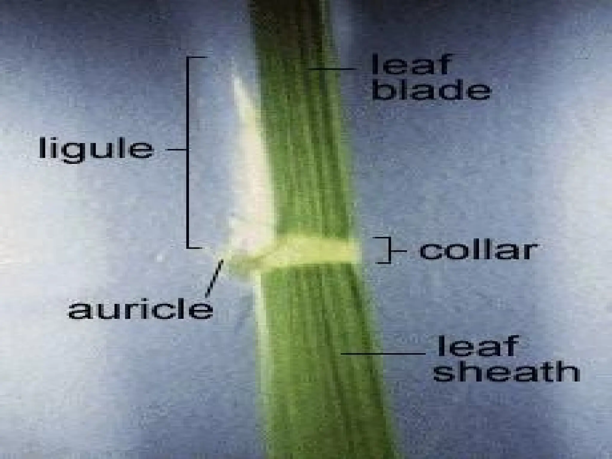 mata kuliah biologi tentang morfologi dau.pptx