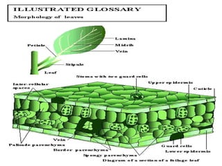 mata kuliah biologi tentang morfologi dau.pptx