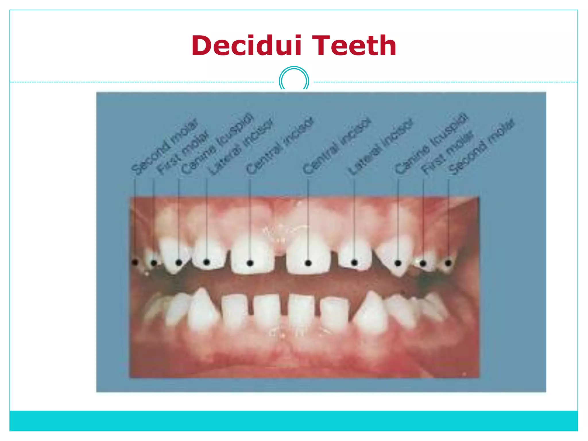 Morfologi Gigi Desidui.pdf