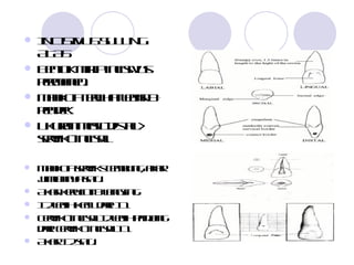 Morfologi gigi sulung2 | PPT