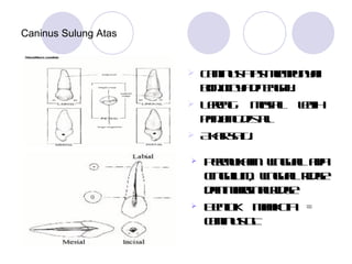 Morfologi gigi sulung2 | PPT