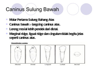 Morfologi gigi sulung2 | PPT