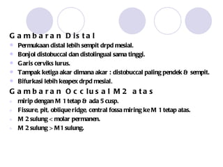 Morfologi gigi sulung2 | PPT