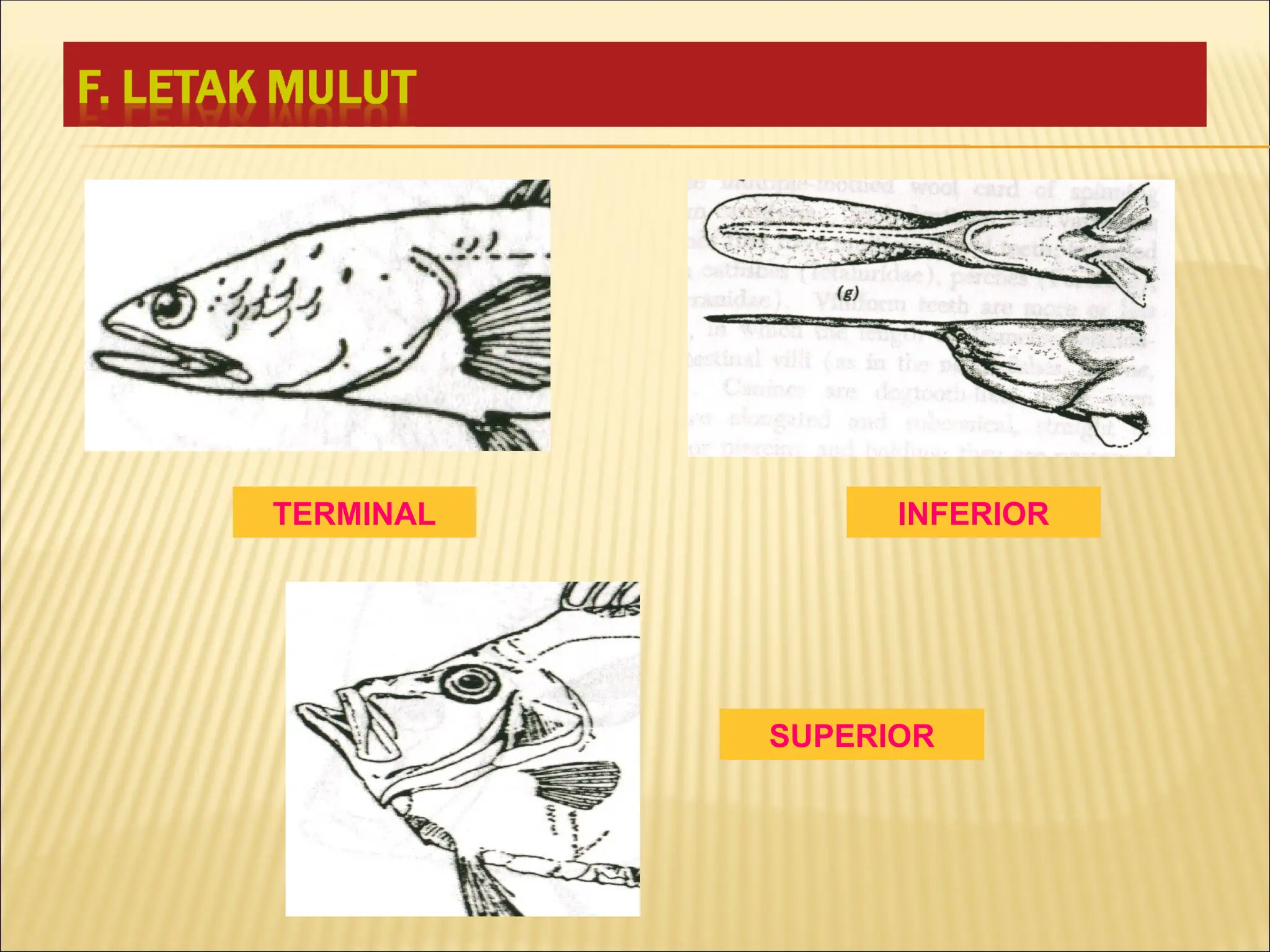 Belajar Mengenai Morfologi Ikan/Ihktiologi Ikan | PPT
