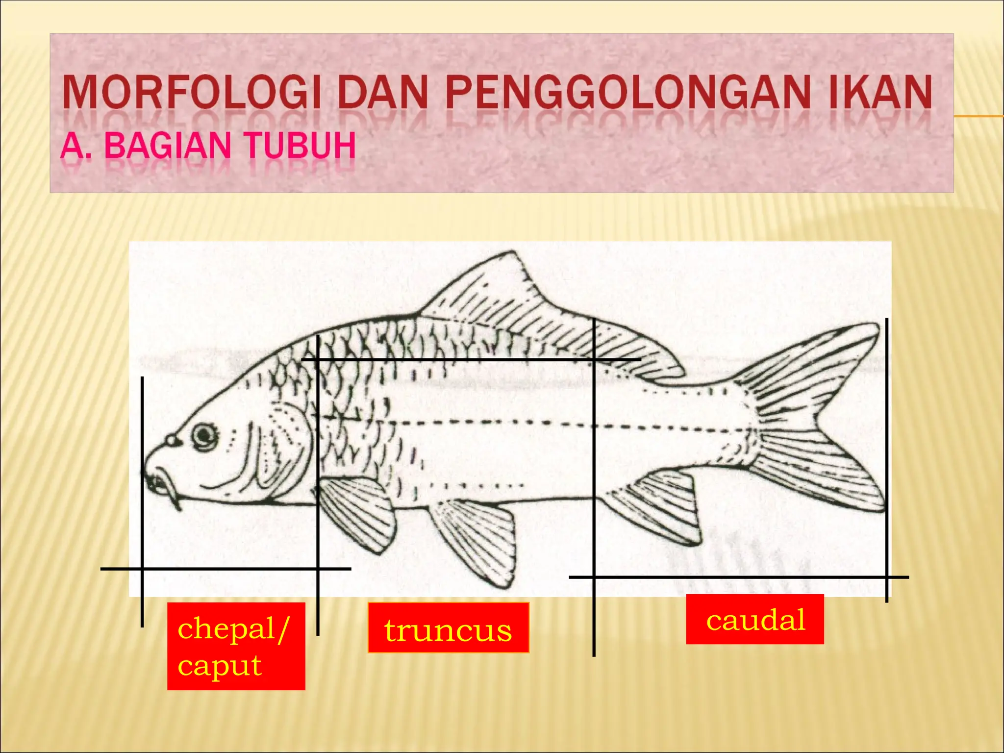 Belajar Mengenai Morfologi Ikan/Ihktiologi Ikan | PPT