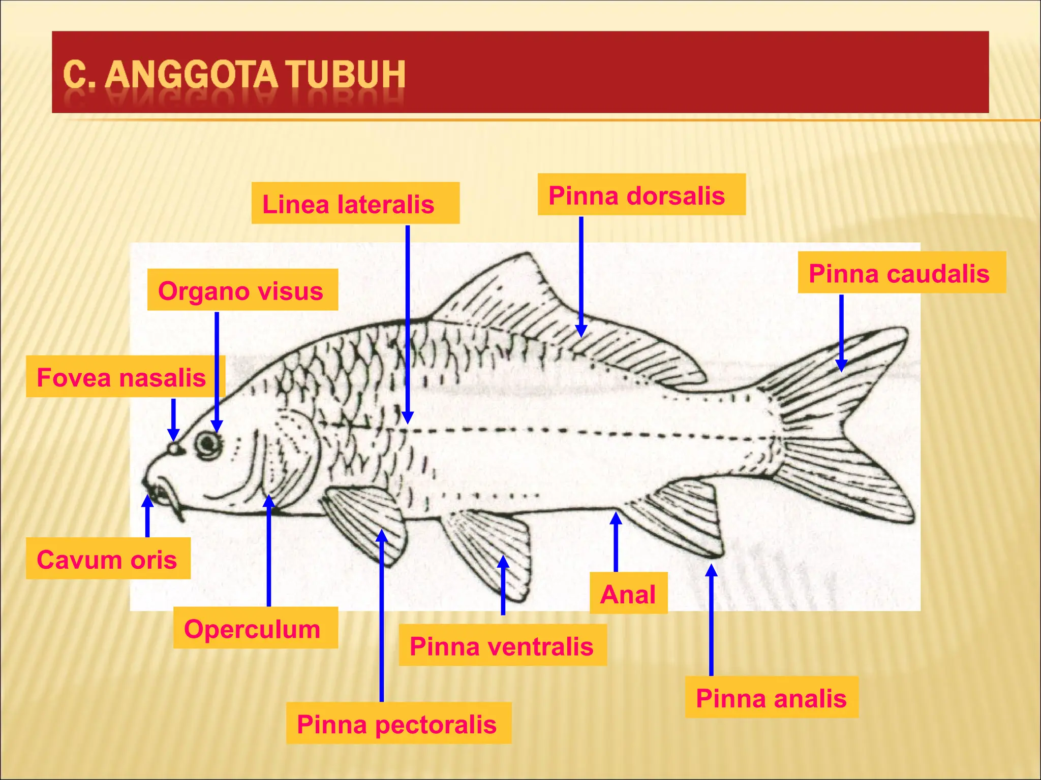 Belajar Mengenai Morfologi Ikan/Ihktiologi Ikan | PPT