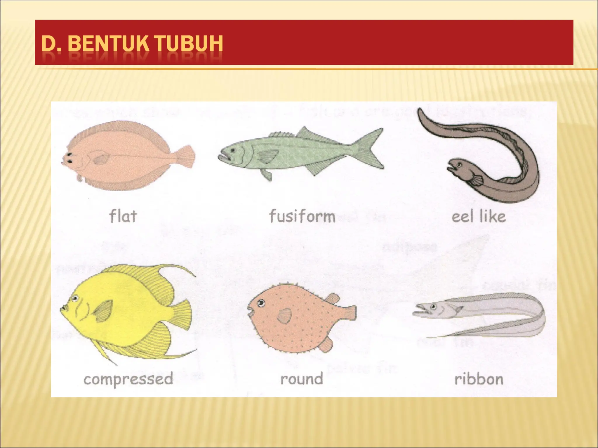 Belajar Mengenai Morfologi Ikan/Ihktiologi Ikan | PPT
