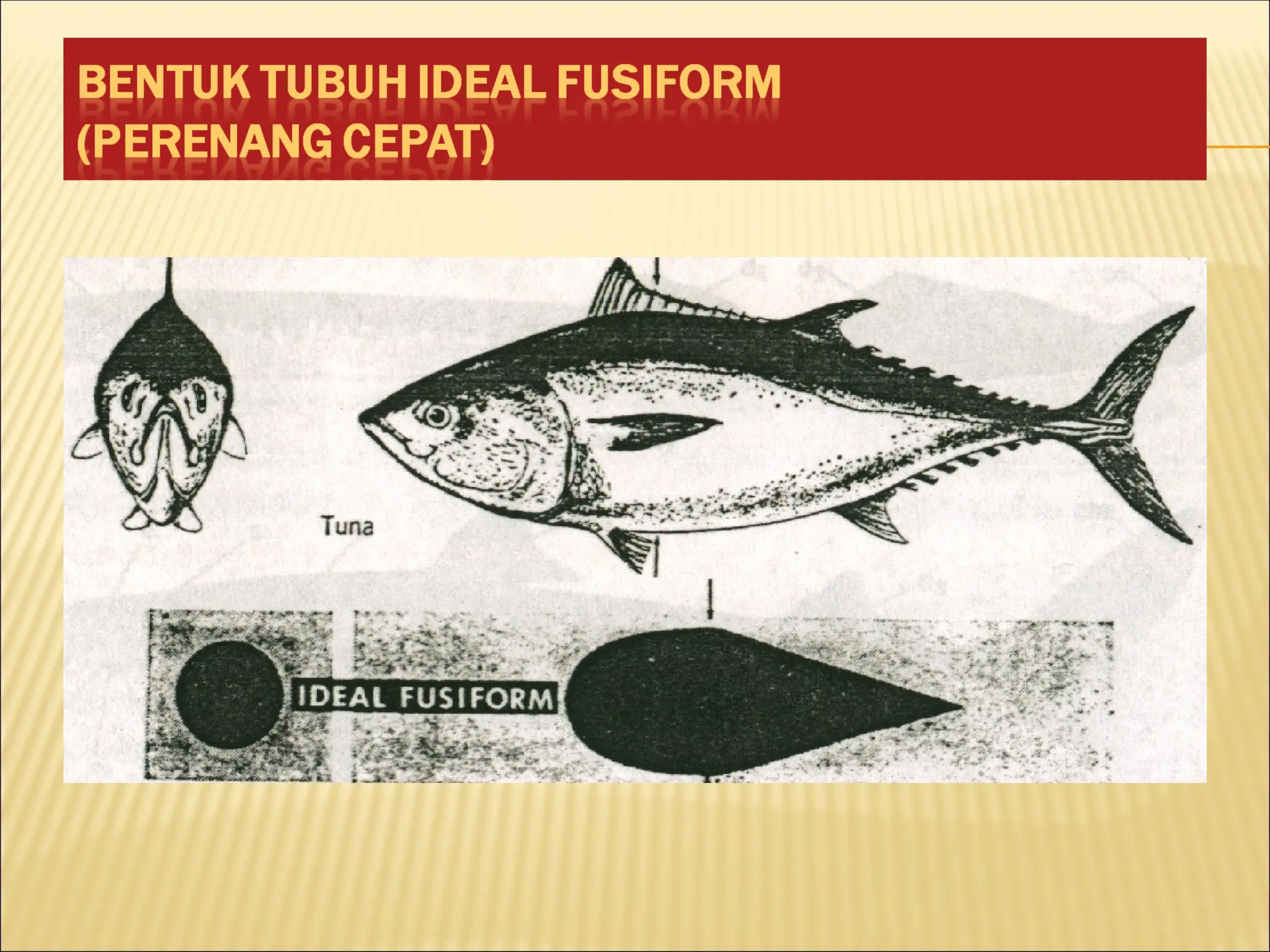 Belajar Mengenai Morfologi Ikan/Ihktiologi Ikan | PPT