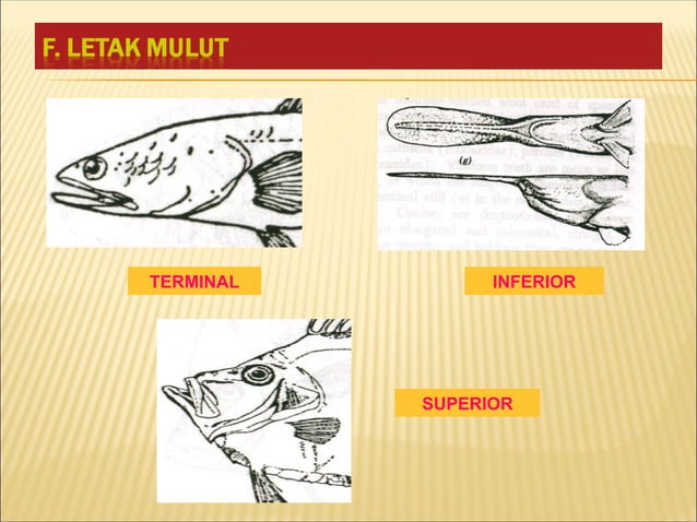Belajar Mengenai Morfologi Ikan/Ihktiologi Ikan | PPT