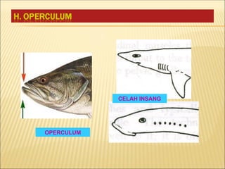 Belajar Mengenai Morfologi Ikan/Ihktiologi Ikan | PPT