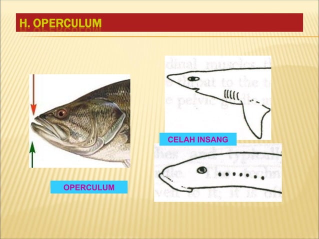 Belajar Mengenai Morfologi Ikan/Ihktiologi Ikan | PPT