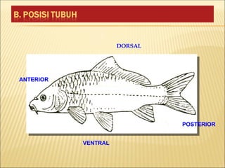 Belajar Mengenai Morfologi Ikan/Ihktiologi Ikan | PPT