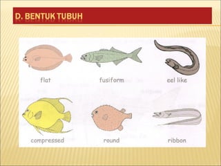 Belajar Mengenai Morfologi Ikan/Ihktiologi Ikan | PPT