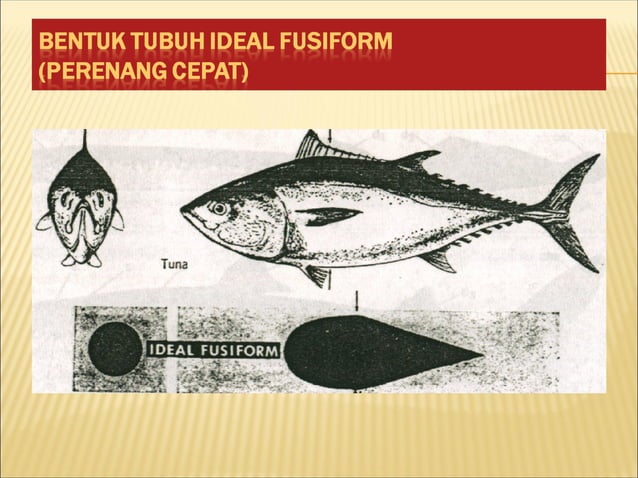 Belajar Mengenai Morfologi Ikan/Ihktiologi Ikan | PPT