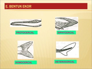 Belajar Mengenai Morfologi Ikan/Ihktiologi Ikan | PPT