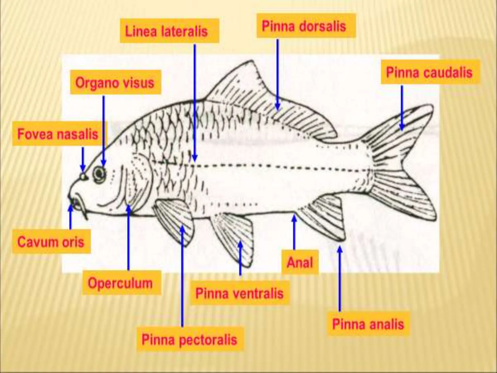 Morfologi ikan (Guru).pptx