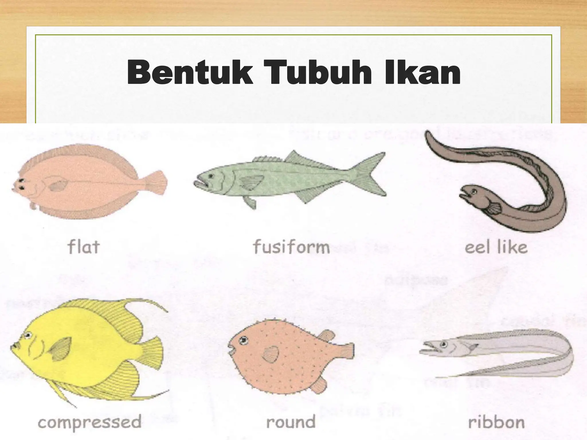 Morfologi ikan (Guru).pptx