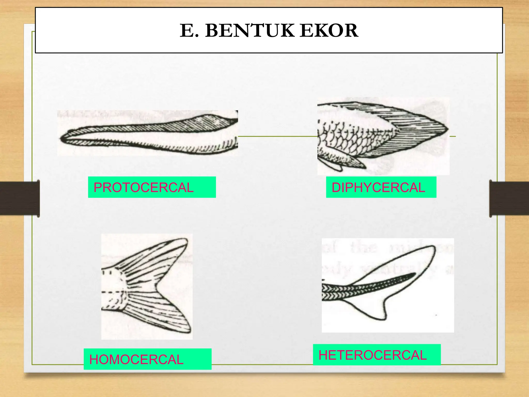 Morfologi ikan (Guru).pptx