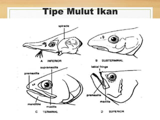Morfologi ikan (Guru).pptx