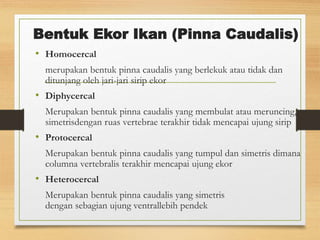 Morfologi ikan (Guru).pptx