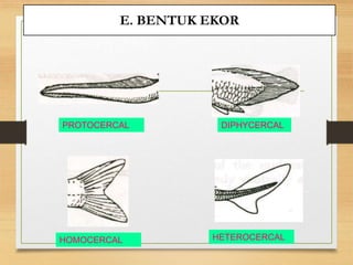 Morfologi ikan (Guru).pptx