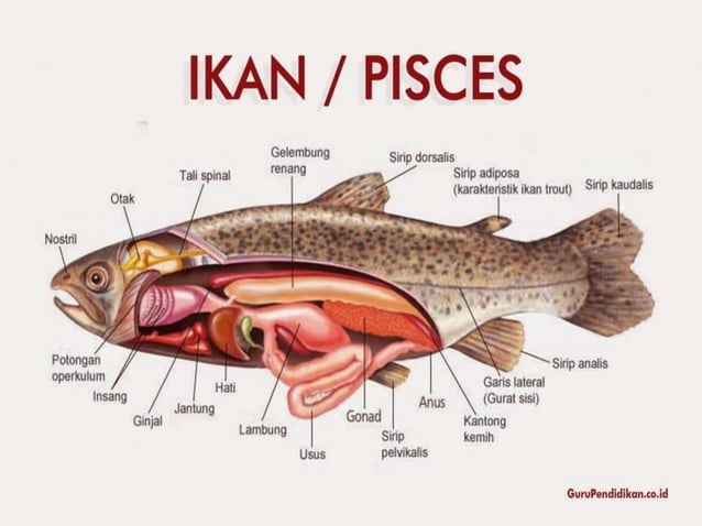 Morfologi ikan (Guru).pptx