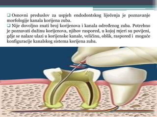 Morfologija kanala korijena zuba | PPT