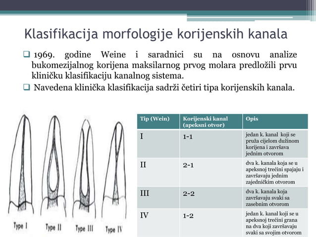 Morfologija kanala korijena zuba | PPT