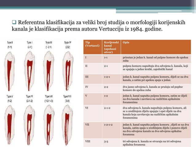 Morfologija kanala korijena zuba | PPT