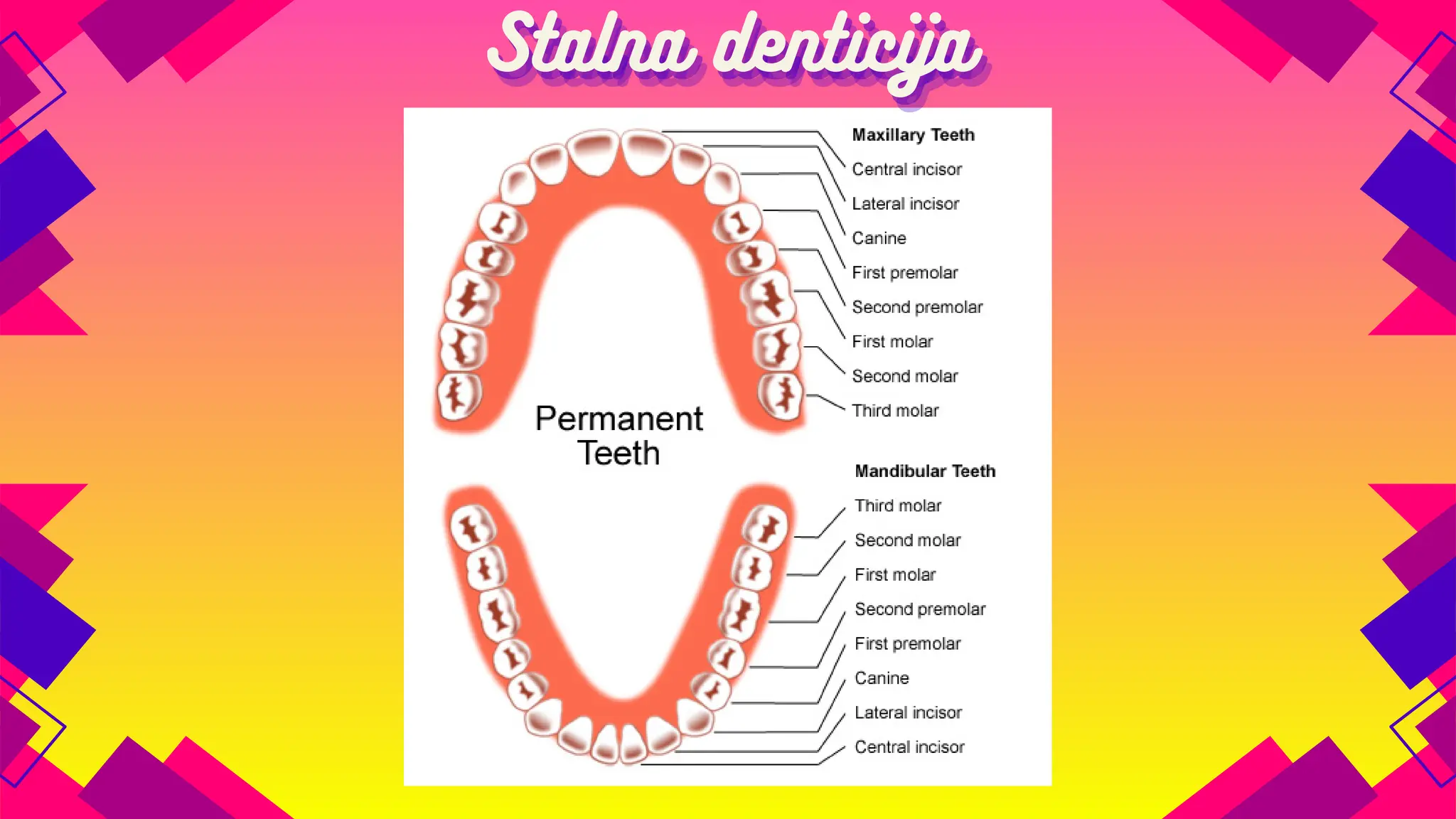 Morfologija zuba - Denticije | PDF