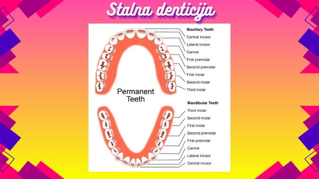 Morfologija zuba - Denticije | PDF