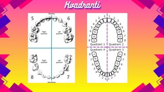 Morfologija zuba - Denticije | PDF