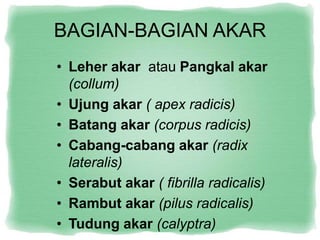 Morfologi akar | PPTX