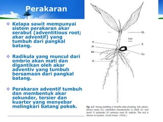 Materi Ajar Morfologi Tanaman Kelapa Sawit | PDF