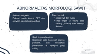 Morfologi Sawit dan Ekosistem yayayayaya.pptx