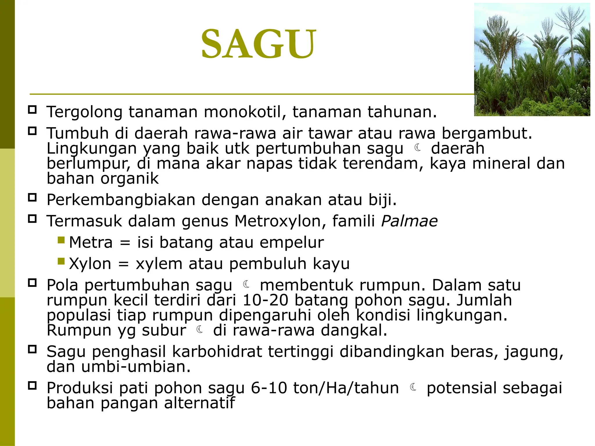MORFOLOGI, STRUKTUR DAN KOMPOSISI SAGU.pptx