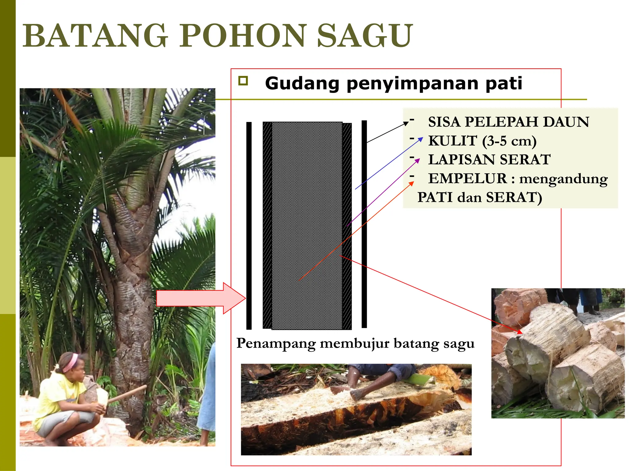 MORFOLOGI, STRUKTUR DAN KOMPOSISI SAGU.pptx