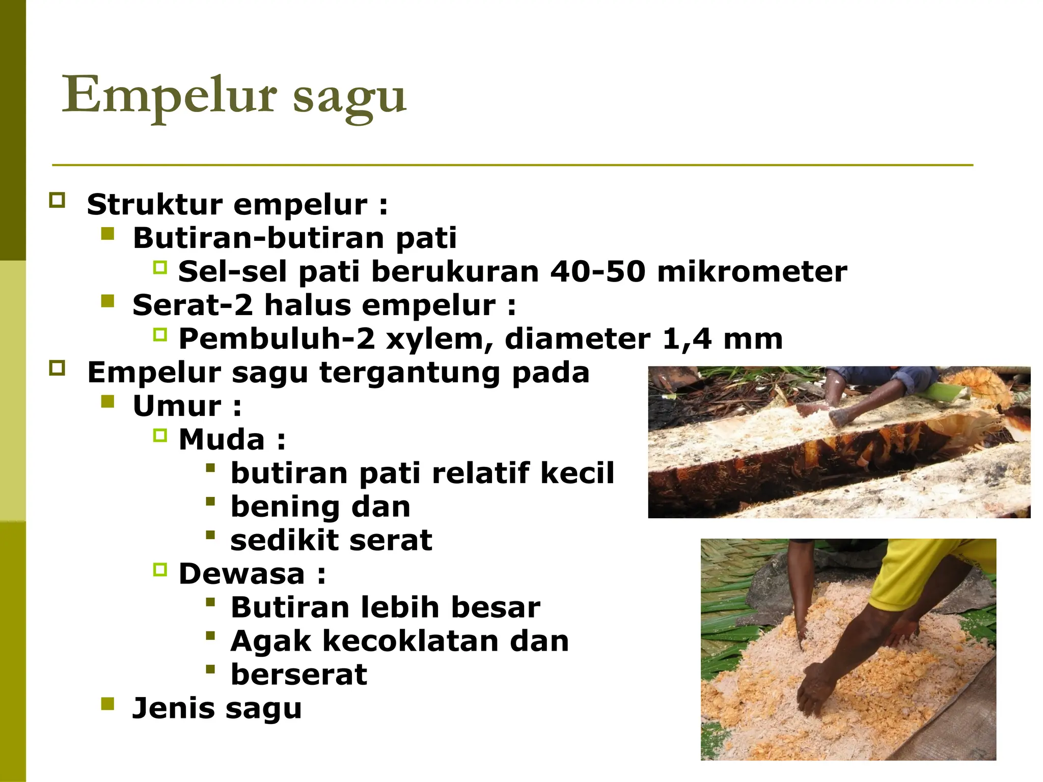 MORFOLOGI, STRUKTUR DAN KOMPOSISI SAGU.pptx