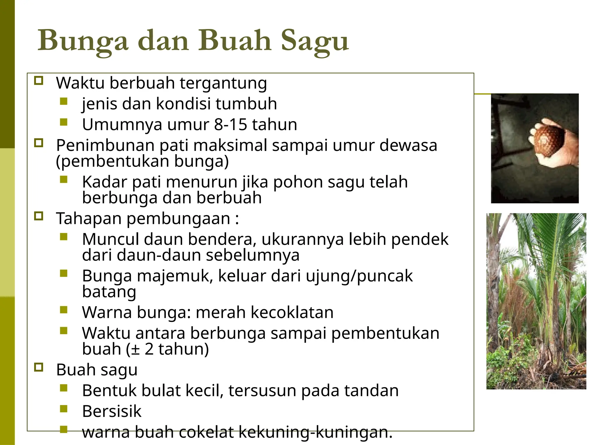 MORFOLOGI, STRUKTUR DAN KOMPOSISI SAGU.pptx