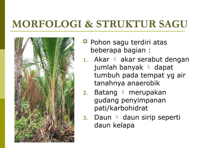 MORFOLOGI, STRUKTUR DAN KOMPOSISI SAGU.pptx