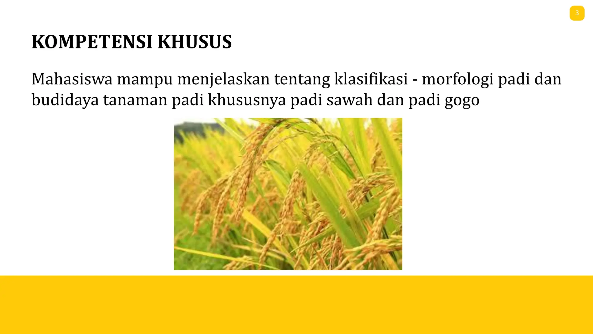 Teknologi budidaya tanaman pangan, Morfologi Tanaman padi | PDF