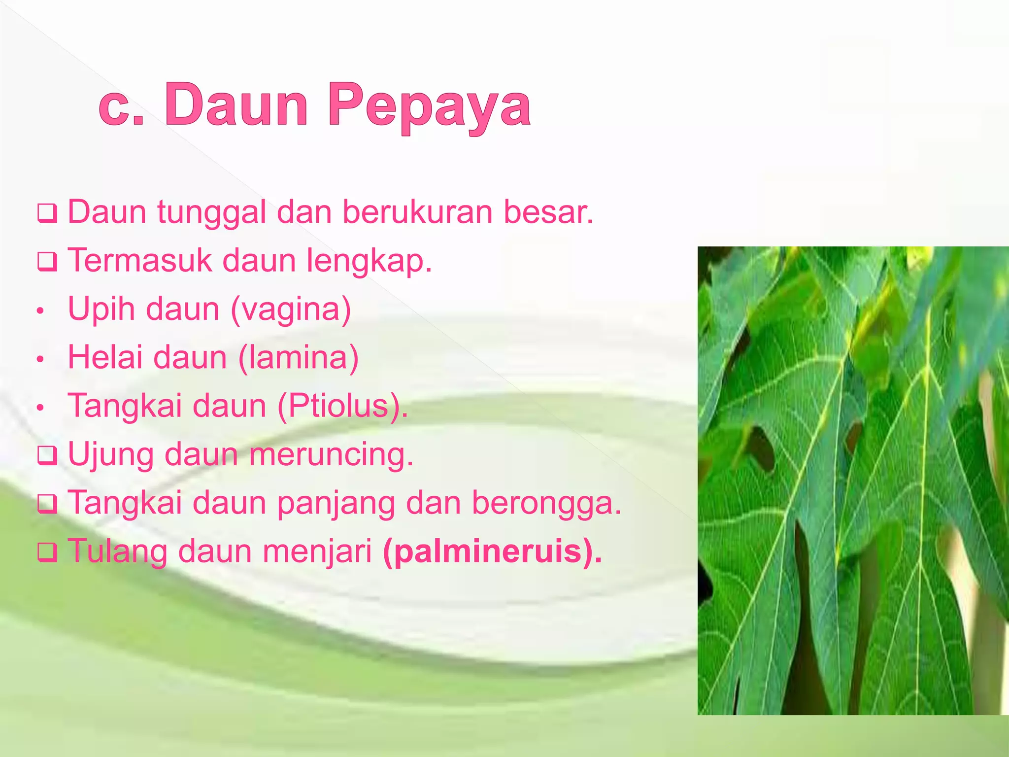 Morfologi Tanaman | PPTX