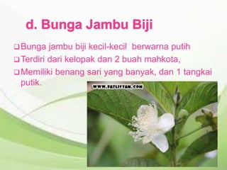 Morfologi Tanaman | PPTX