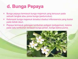 Morfologi Tanaman | PPTX